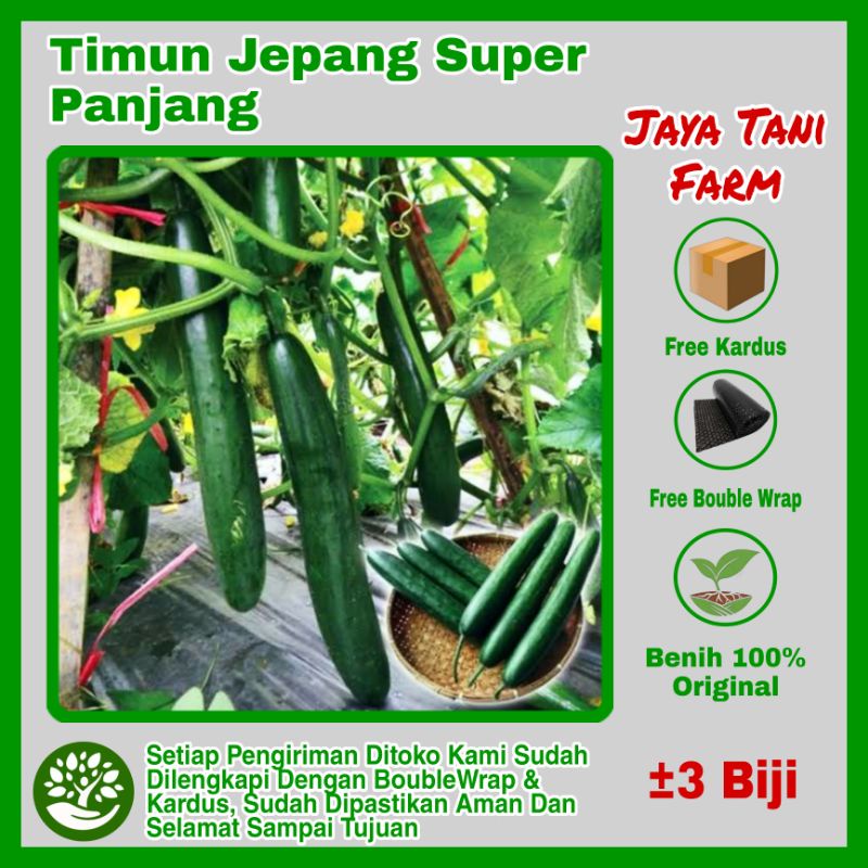 Jual 3 Biji Benih Timun Jepang Panjang / Benih Sayuran / Bibit Sayuran ...