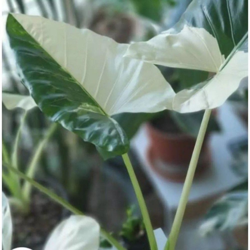 Jual sente varigata tanaman hias keladi kaladium caladium alocasia ...