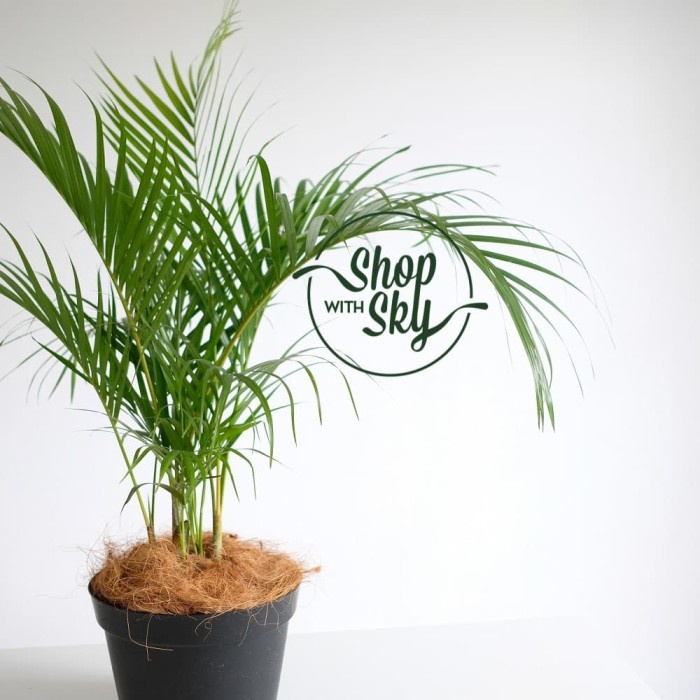 Jual ARECA PALM / PALM KUNING / DYPSIS LUTESCENS PENYERAP POLUTAN ...
