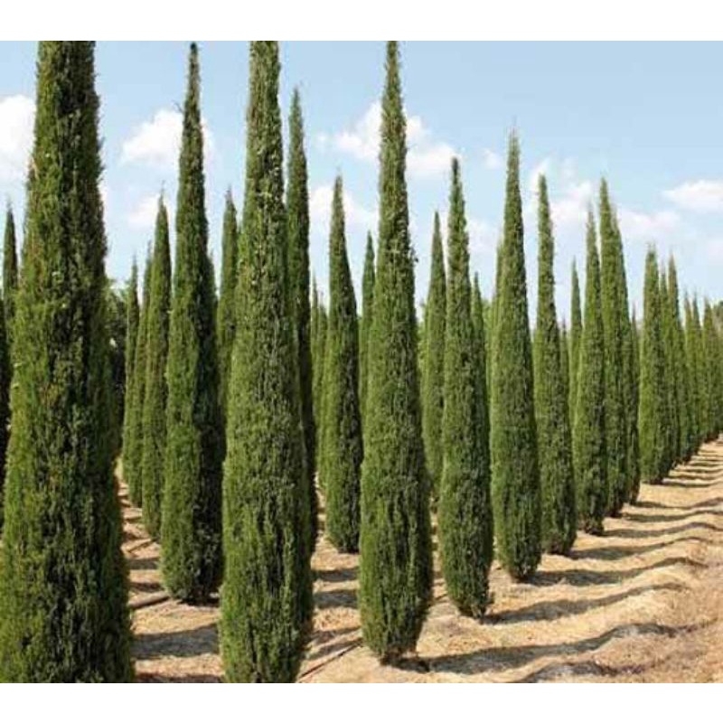 Jual Tanaman Pohon Cemara Lilin / Pensil uk 60cm - 80cm | Shopee Indonesia