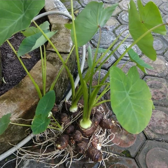 Jual Bibit talas jepang (satoimo) 100% original | Shopee Indonesia