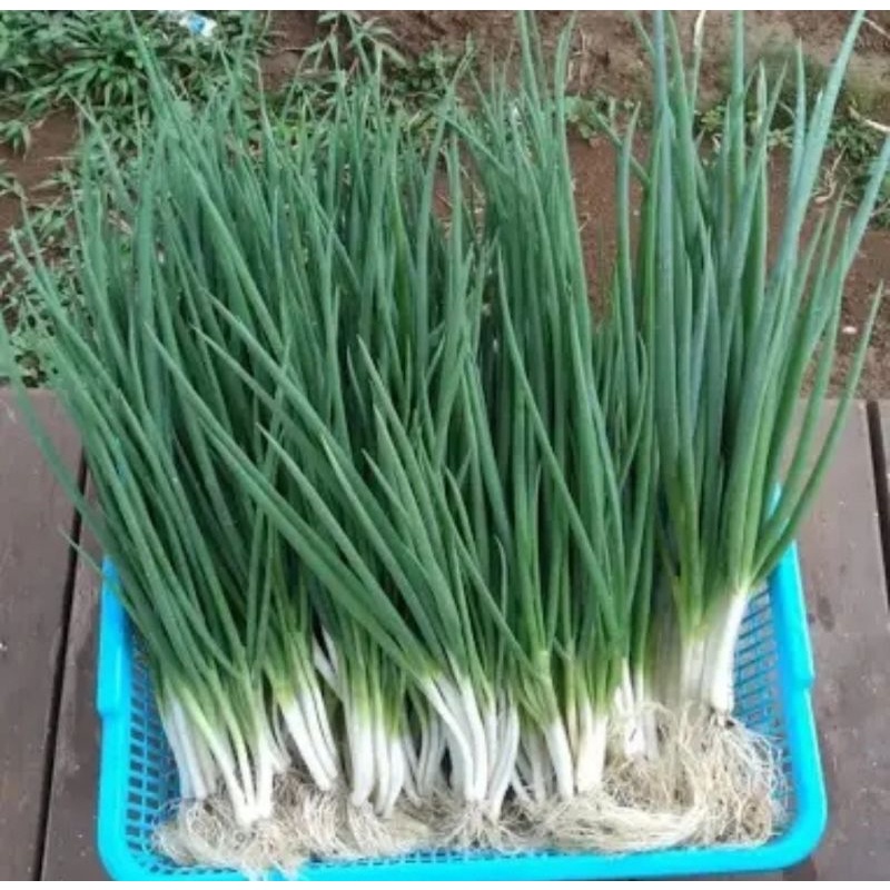 Jual daun bawang segar/onclang/unclang sayur fresh | Shopee Indonesia