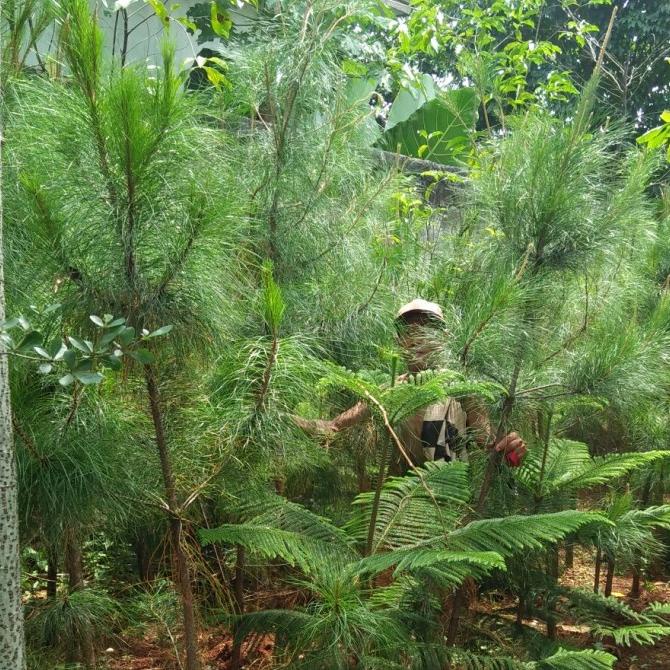 Jual pohon pinus. tinggi pohon 2 meter | Shopee Indonesia
