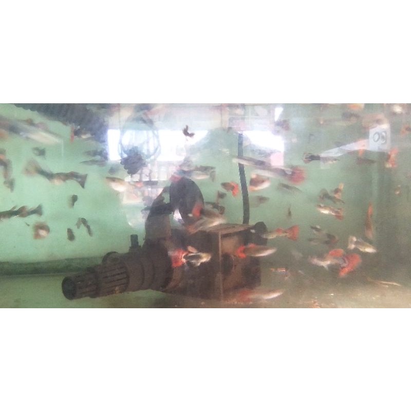 Jual Ikan Hias Guppy/Dobi/Dojer | Shopee Indonesia