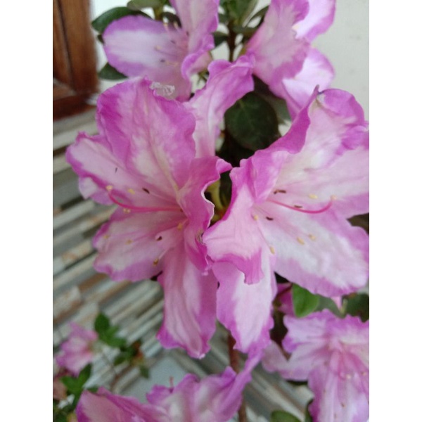 Jual tanaman azalea (rossa belton) | Shopee Indonesia