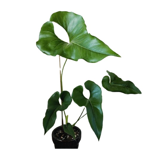 Jual tanaman hias Anthurium brownii (Anthurium Corong) | Shopee Indonesia