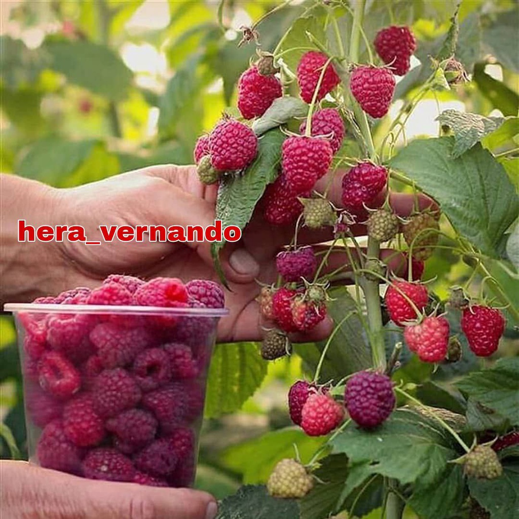 Jual Bibit Raspberry Merah Super Cepat Berbuah unggul | Shopee Indonesia