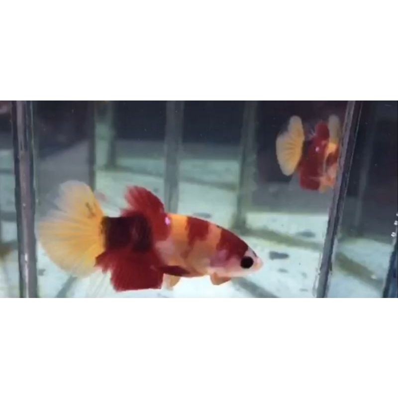 Jual JENIS NEMO TOP GRADE /REAL PIC | Shopee Indonesia