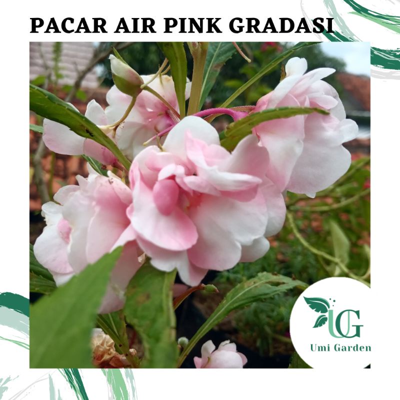 Jual 50 Biji Benih Bunga Pacar Air Pink Gradasi Putih Tumpuk Impatiens ...