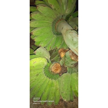 Jual PISANG KEPOK PISANG PIPIT PISANG KEPOK KUNING PISANG GORENGAN ...