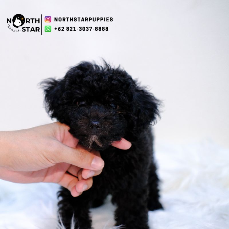 Jual Tiny poodle hitam - Tiny black poodle - Anakan poodle - Black tiny ...