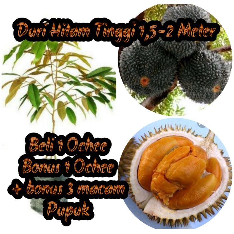 Jual BIBIT DURIAN DURI HITAM OKULASI BIBIT UNGGUL TINGGI 1,5 - 2 METER WAJIB PAKING PARALON ...