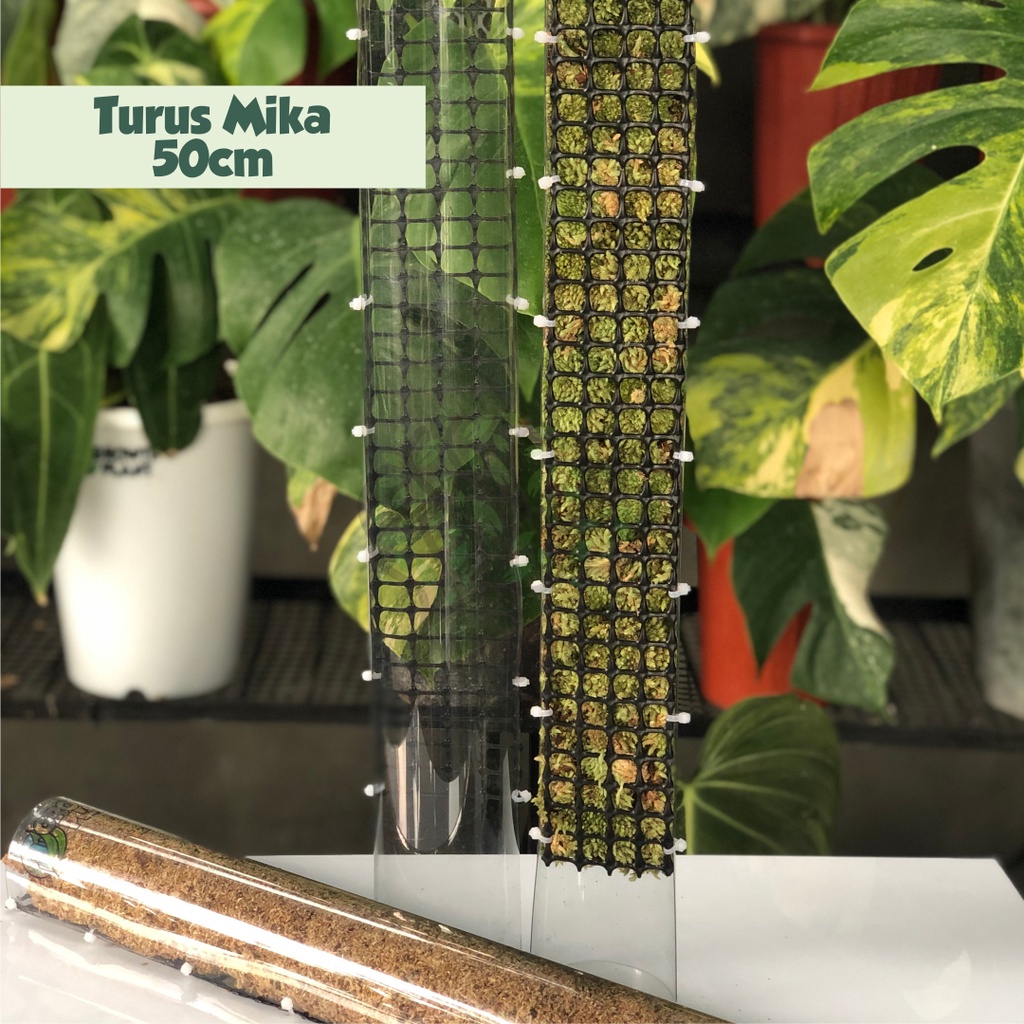 Jual Turus Penyangga Tanaman Mika Transparant 50cm Turus Tanaman Bunga ...