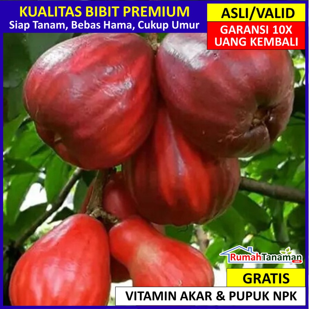 Jual Bibit Tanaman Buah Jambu Bol Jamaika Unggul varietas dijamin asli ...