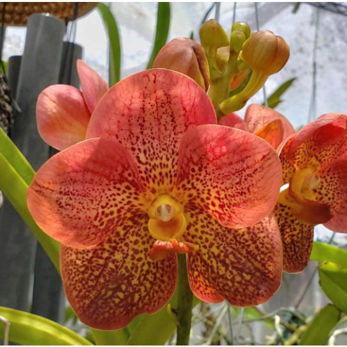 Jual ANGGREK VANDA FUCHS DELIGHT X DR ANEK ORANGE | Shopee Indonesia