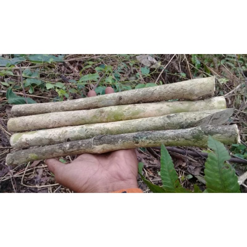 Jual Kayu bakar kering api unggun jenis kopi 10 batang | Shopee Indonesia