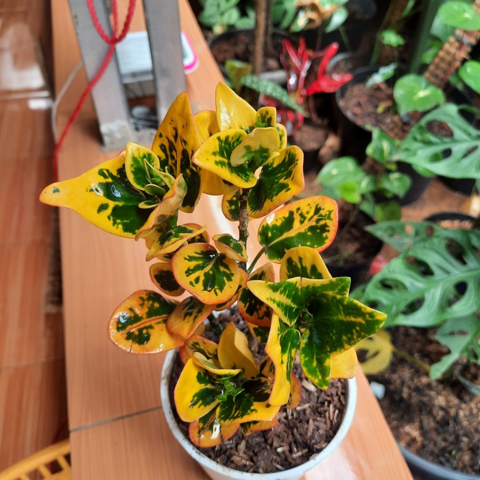 Jual TANAMAN HIAS PURING APEL MAWAR EE44 | Shopee Indonesia