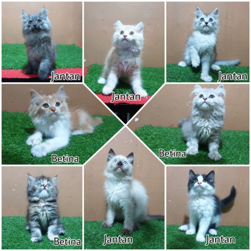 Jual Anakan kucing Persia anggora | Shopee Indonesia