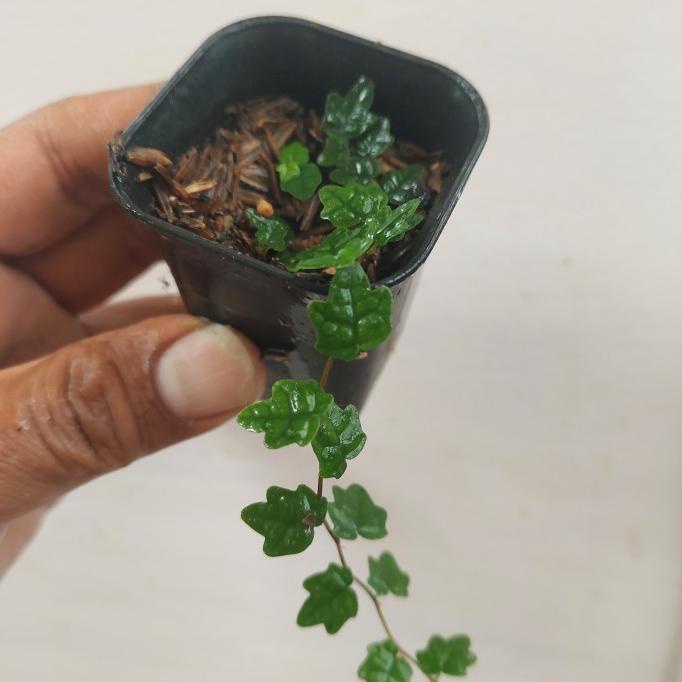 Jual ficus pumila quercifolia dwarf, miniature oakleaf fig tanaman hias ...