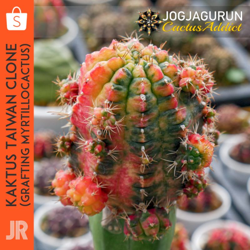 Jual Kaktus Taiwan Clone Grafting Myrtillocactus | Shopee Indonesia