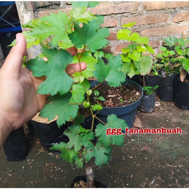 Jual Bibit Anggur Harold Import Asli Grafting super cepat berbuah ...