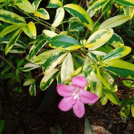 Jual Tanaman Hias Ravenia Subur/ bunga lavenia Cantik/ Bibit Pohon ...