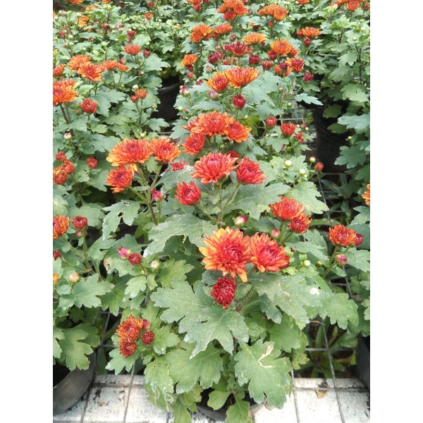 Jual ASTER OREN BUNGA BESAR | Shopee Indonesia