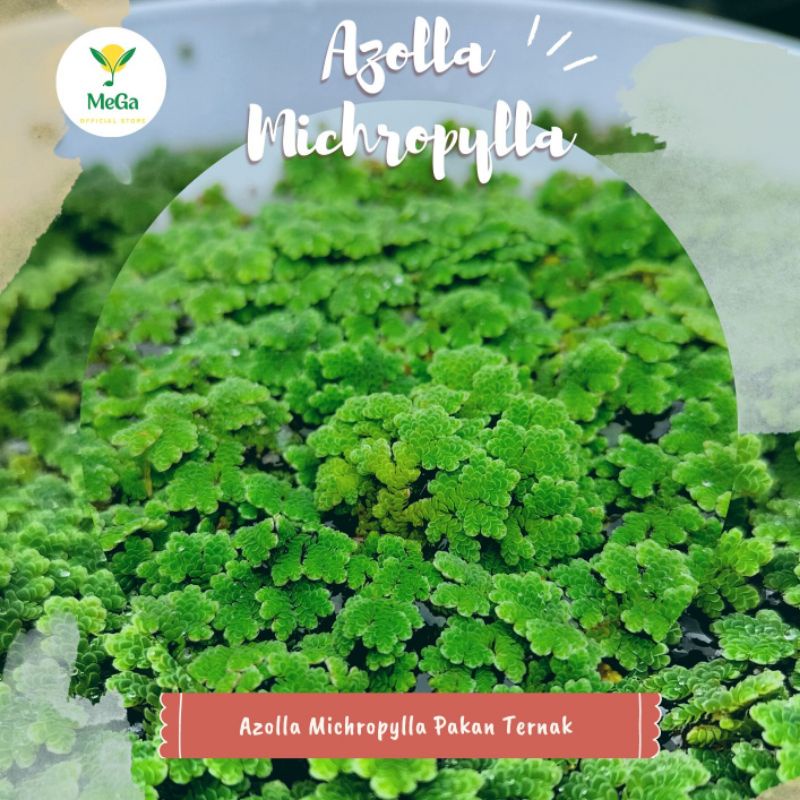 Jual Bibit azolla microphylla pinnata pakan ternak | Shopee Indonesia