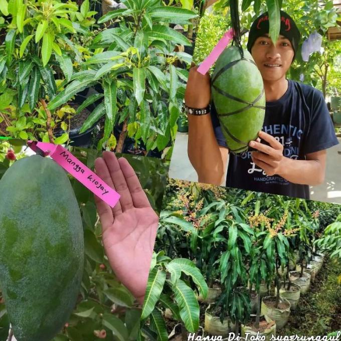 Jual Bibit Mangga Kiojay Pohon Mangga Bibit Buah Mangga Kio jay Jumbo ...