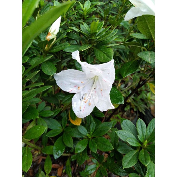 Jual AZALEA BUNGA PUTIH | Shopee Indonesia