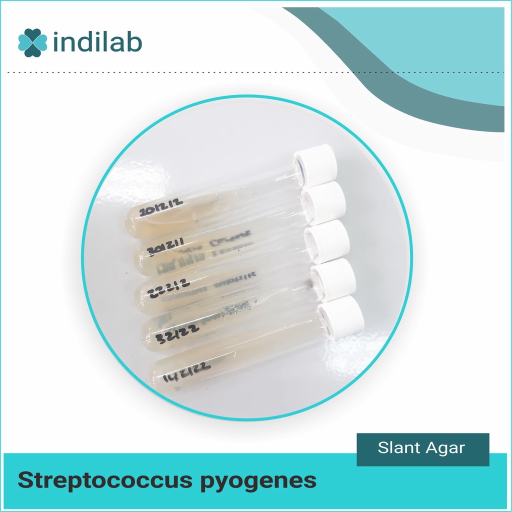 Jual Kultur bakteri isolat murni Streptococcus pyogenes | Shopee Indonesia