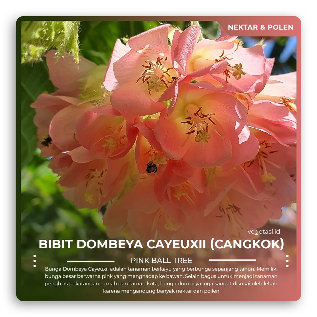 Jual Bunga Dombeya Cayeuxii Full Nektar Polen Untuk Pakan Klanceng