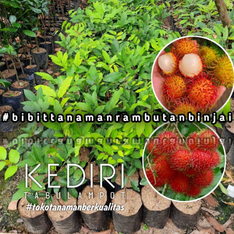 Jual Bibit Tanaman Rambutan Binjai Super Manis Cepat Berbuah | Shopee ...