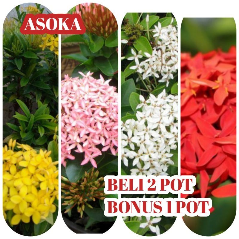 Jual BUNGA ASOKA DAUN BESAR | Shopee Indonesia