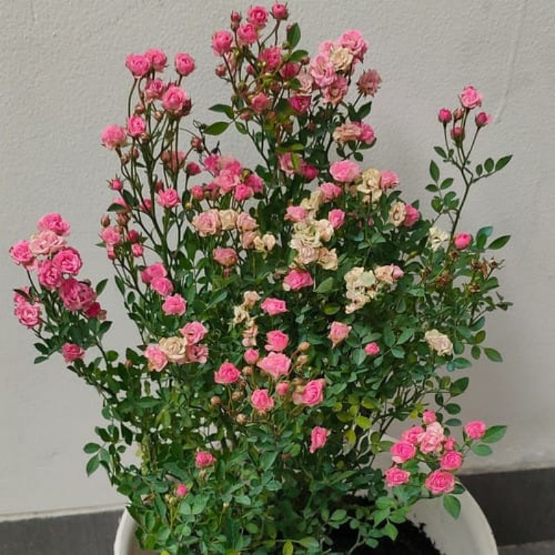 Jual Tanaman Bunga Baby Rose (Mawar Mini) / Rosa Multiflora Plant ...