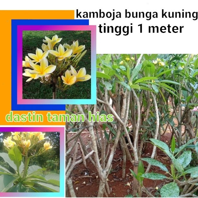 Jual POHON KAMBOJA BUNGA KUNING//KAMBOJA BALI | Shopee Indonesia