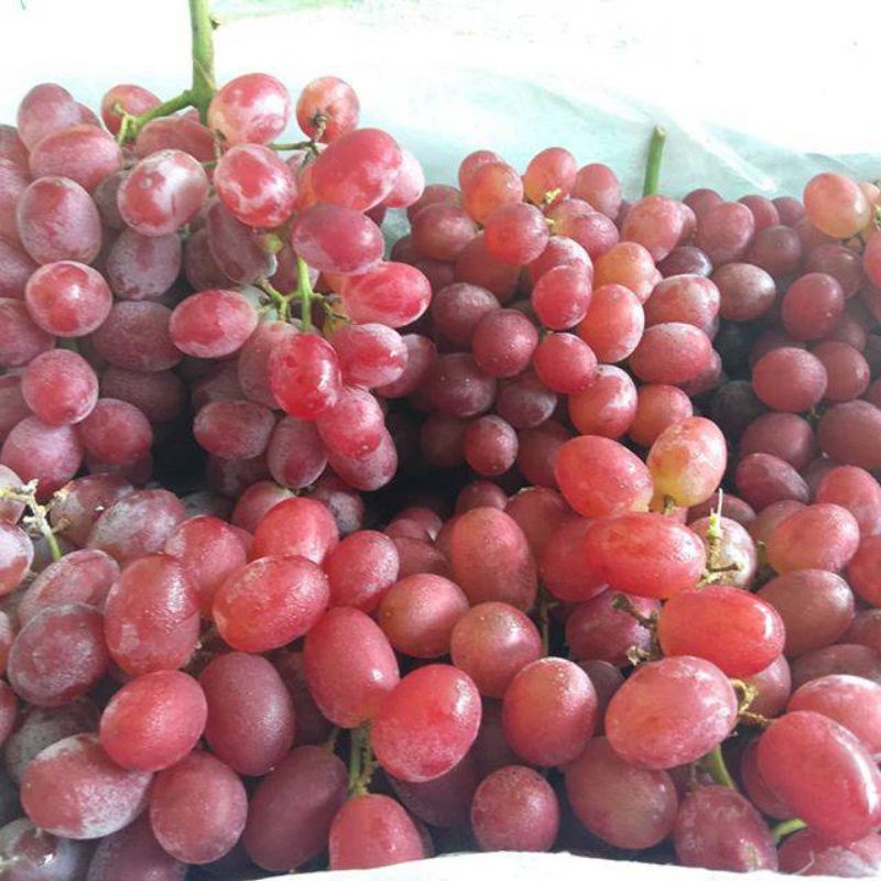 Jual Buah Anggur Crimson Box Manis dan Murah | Shopee Indonesia