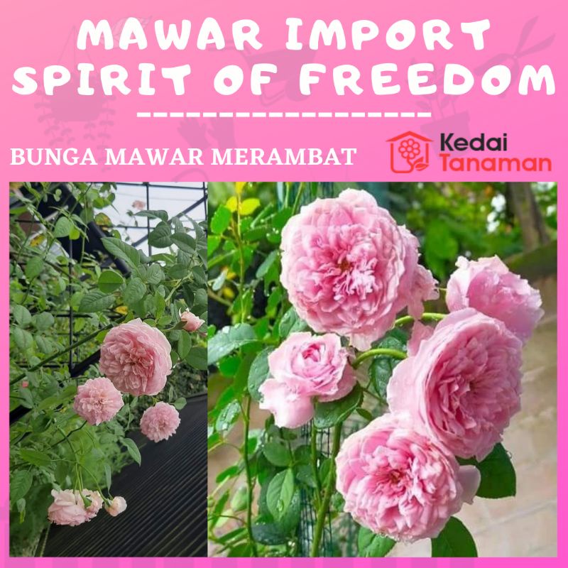 Jual Bunga MAWAR IMPORT SPIRIT OF FREEDOM - Tanaman Hidup Bunga Mawar Import SPIRIT OF FREEDOM ...