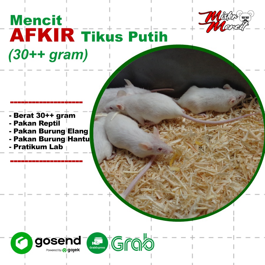 Jual Tikus Putih Mencit Afkir (30+ gram) | Shopee Indonesia