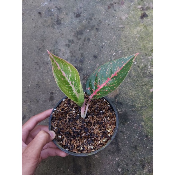 Jual aglaonema shinta baby | Shopee Indonesia