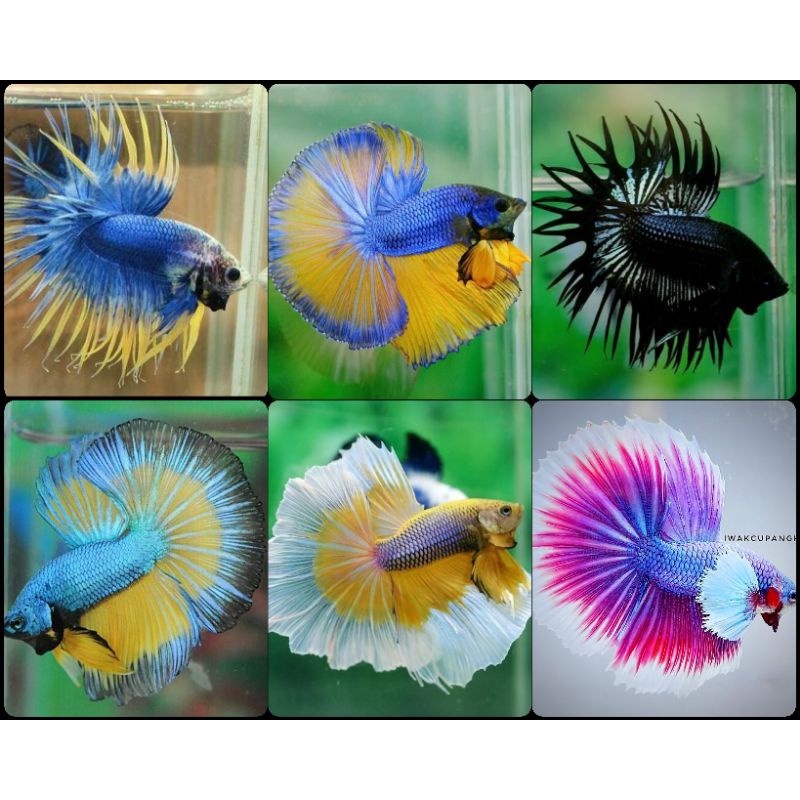 Jual Halfmoon Crowntail Plakat Blaking Paket Isi 50 Ekor Lebih Hemat ...