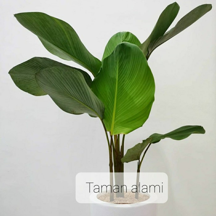 Jual calathea lutea - tanaman hias calathea pisang FF11 | Shopee Indonesia