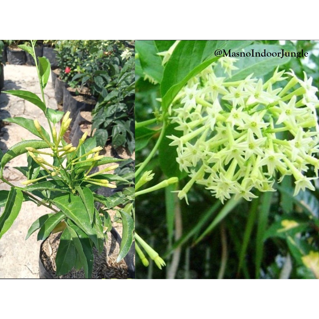 Jual Tanaman Bunga Arumdalu - Tanaman Hias Arum Dalu - Night Blooming ...