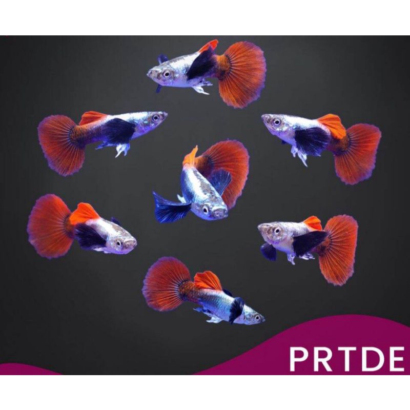 Jual ikan hias guppy platinum red tail aquascape | Shopee Indonesia