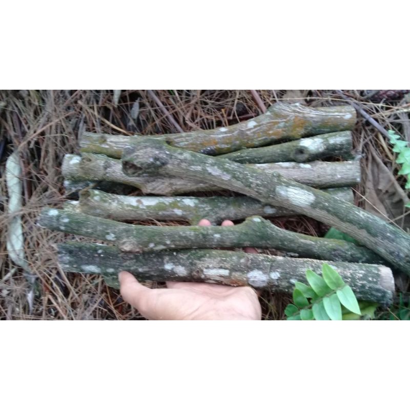 Jual Kayu bakar kering api unggun jenis kayu harendong per 20 batang ...