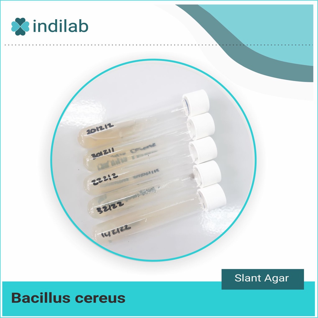 Jual Kultur Isolat Murni bakteri Bacillus cereus | Shopee Indonesia