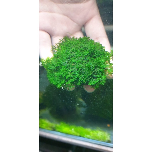 Jual Tanaman Moss Ricardia Wabikusa / Moss Rikardia Aquascape | Shopee ...