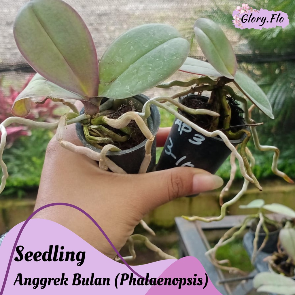 Jual Seedling Anggrek Bulan (Phalaenopsis Amabilis) | Shopee Indonesia