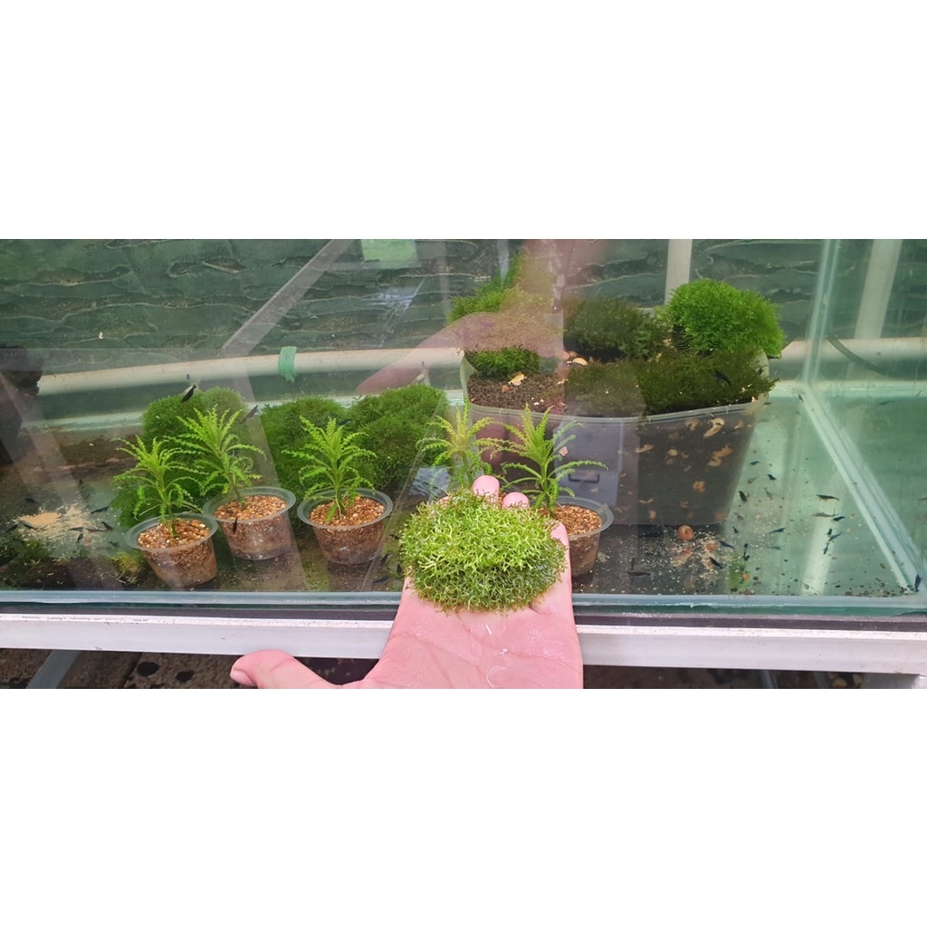 Jual Tanaman Riccia bahan Full Air / Ricia Full Air Bahanan | Shopee ...