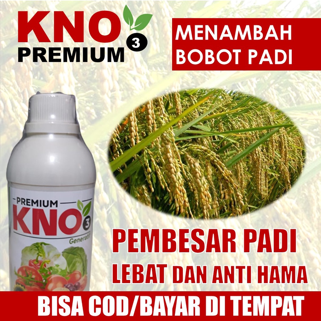 Jual PUPUK PELEBAT PADI MURAH KNO 3 PREMIUM 500 ML - Pupuk Ampuh Melebatkan Padi dan Berbobot ...